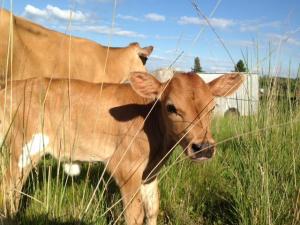 Baby Cows! – Lida Farm