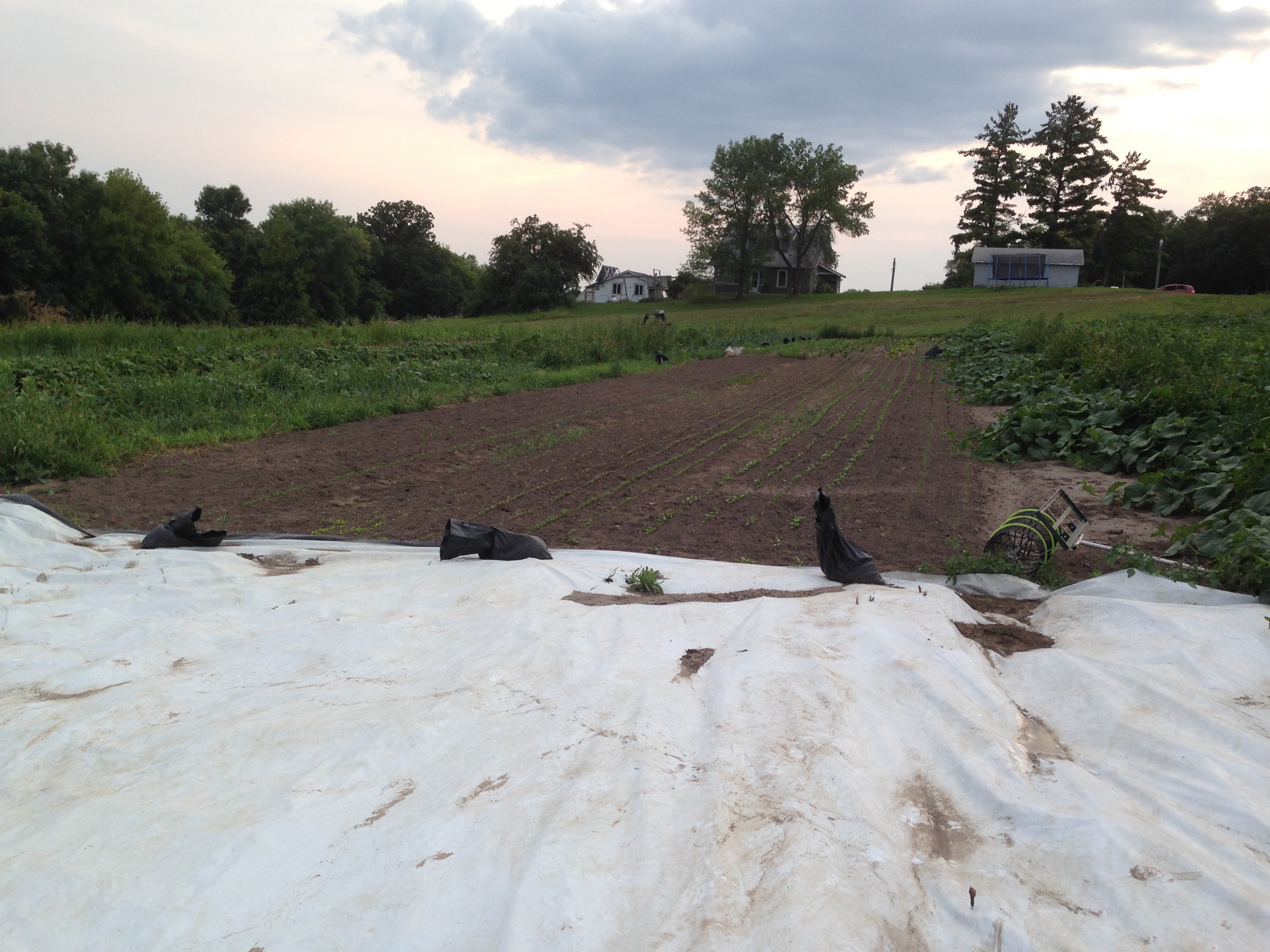 Managing Weeds with Silage Tarps – Lida Farm